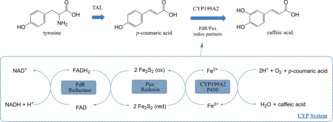 Microbial Production of Caffeic Acid | SpringerLink