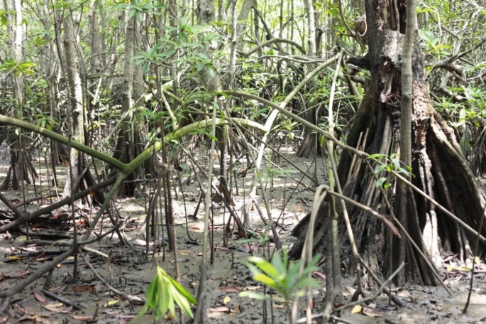 Phytochemicals and Biological Activities of Pelliciera rhizophorae ...