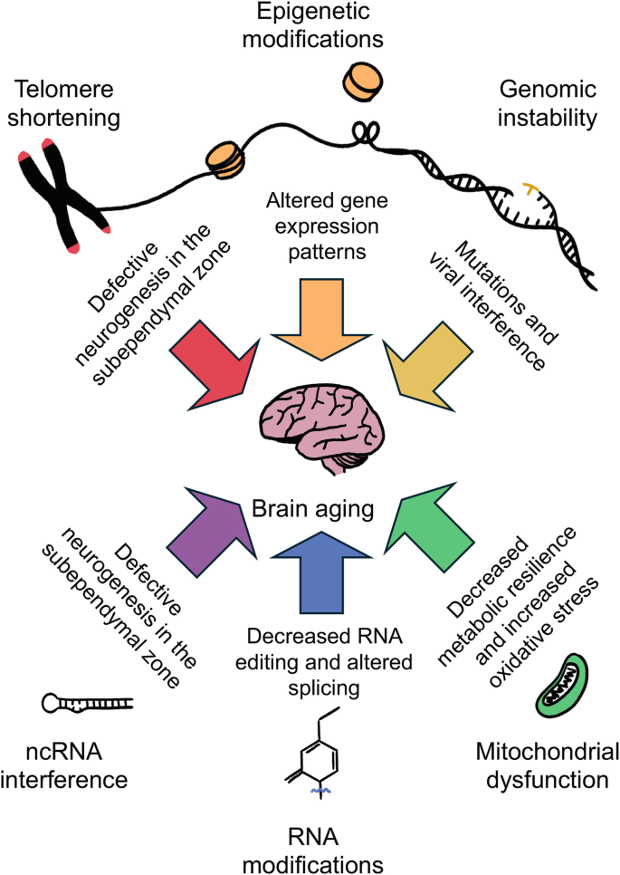 Noncoding RNAs and RNA Epigenetics in Brain Aging | SpringerLink