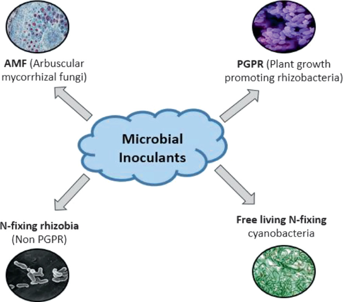 Microbiological Strategies for Soil and Plant Health | Springer Nature Link