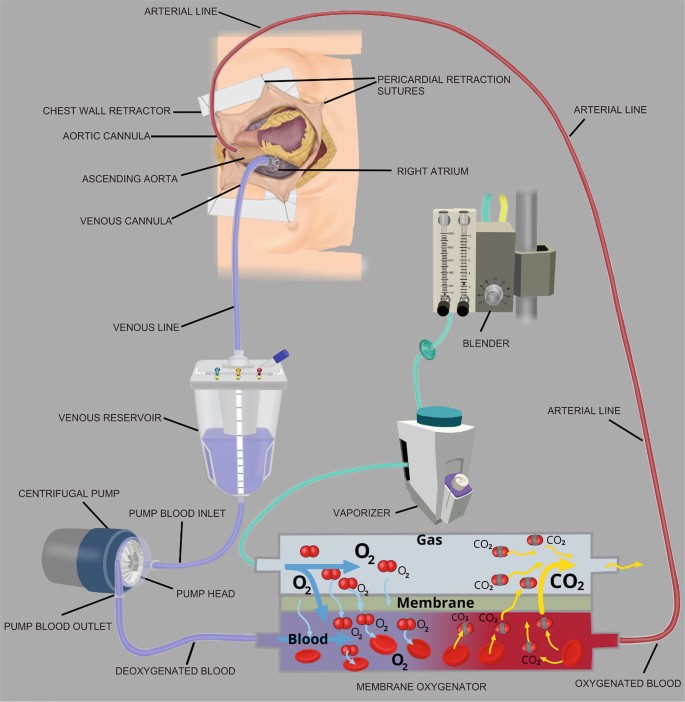 Blood Physiology and Oxygen Transport | SpringerLink