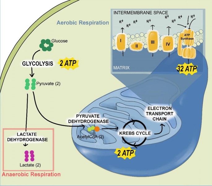 Blood Physiology and Oxygen Transport | SpringerLink