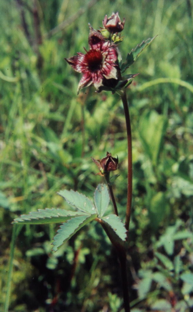 Comarum palustre L. Rosaceae | Springer Nature Link