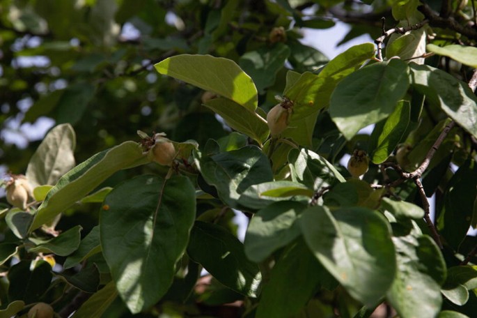 Cydonia oblonga L. Rosaceae | Springer Nature Link (formerly SpringerLink)