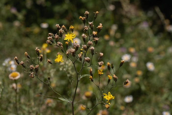 Lapsana communis L. Lapsana communis subsp. grandiflora (M. Bieb) P.D ...