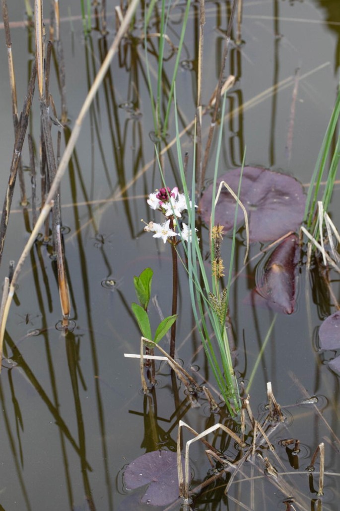 Menyanthes trifoliata L.Menyanthaceae | Springer Nature Link (formerly ...