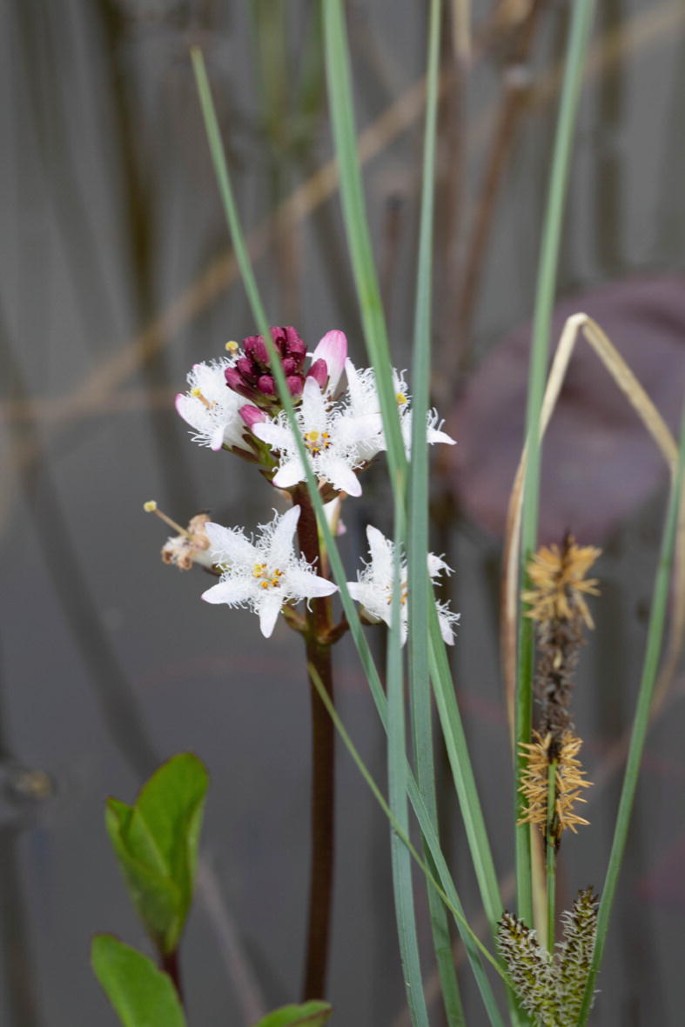 Menyanthes trifoliata L.Menyanthaceae | Springer Nature Link (formerly ...