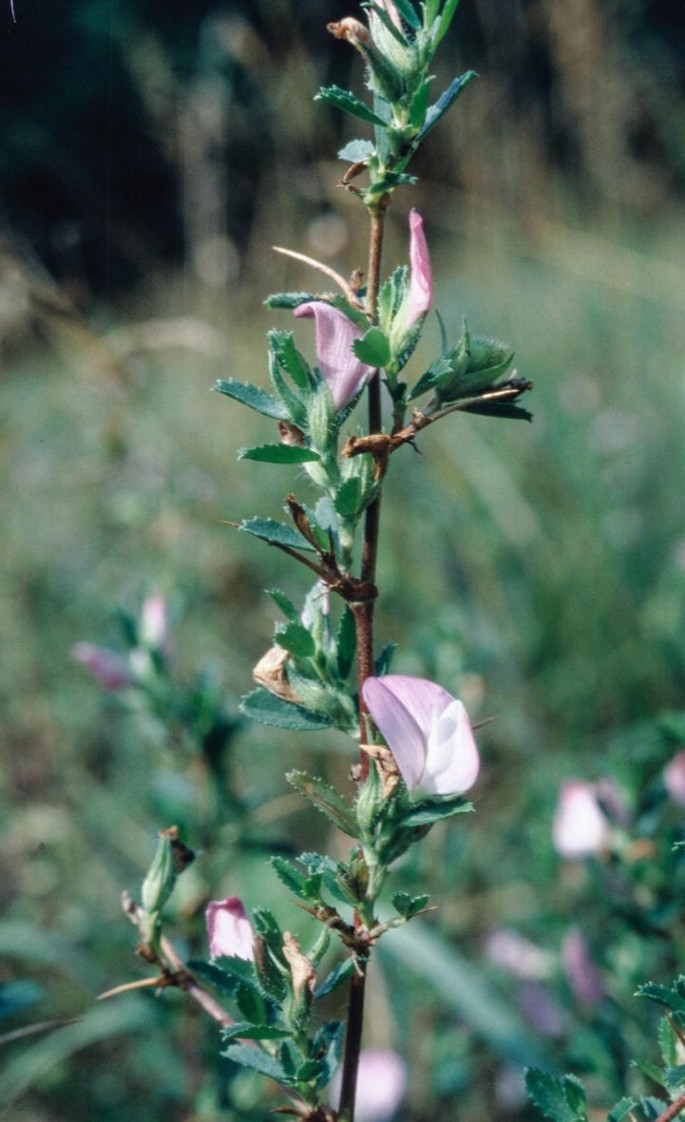 Ononis arvensis L. Ononis spinosa ssp. antiquiorum (L.) Arcang ...