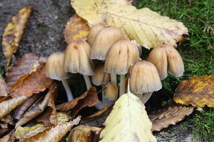 Coprinellus micaceus (Bull.) Vilgalys Hopple & Jacq. Johnson ...