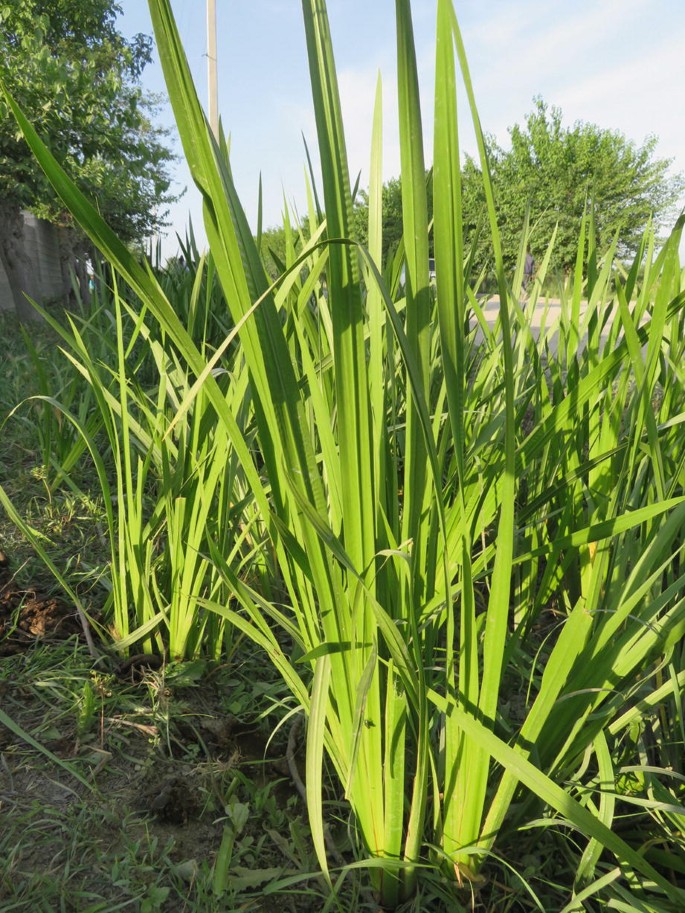 Acorus calamus L. Acoraceae | Springer Nature Link