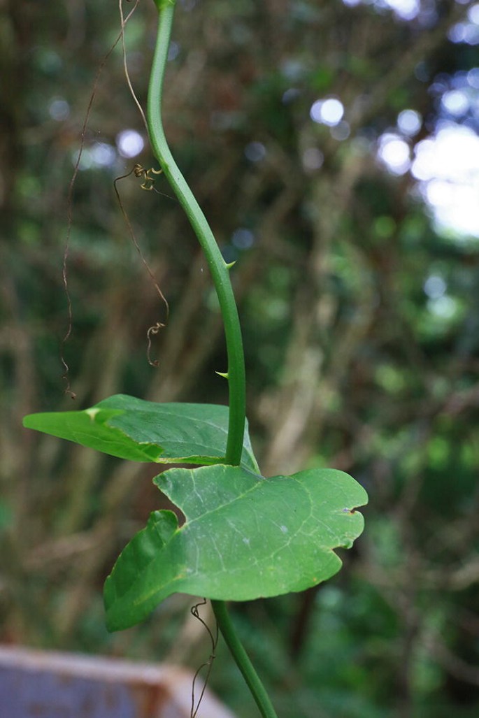 Smilax excelsa L.Smilacaceae | Springer Nature Link (formerly SpringerLink)
