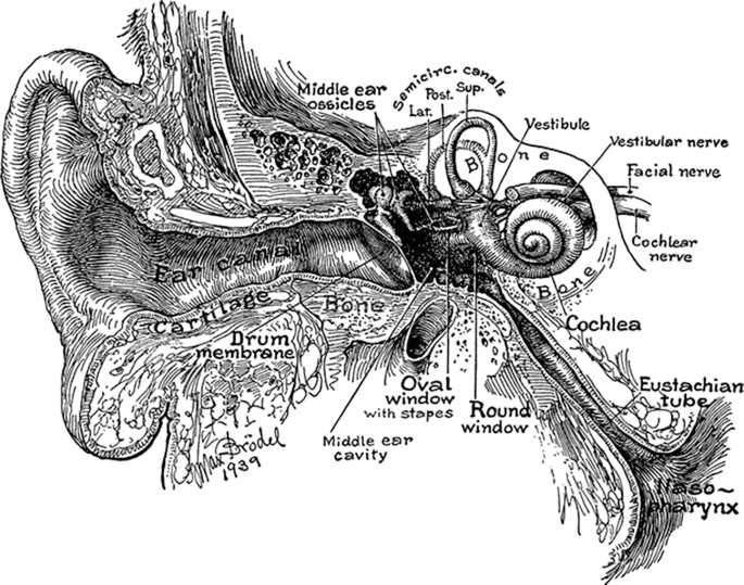 Anatomical Eponyms in Otology | Springer Nature Link