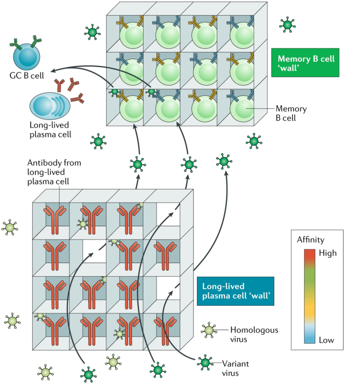 Basics in Immunology—What a Pathologist and Oncologist Should Know ...