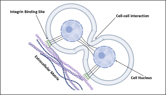 Cell-Material Interaction in Sustainable Biomedical Engineering | SpringerLink