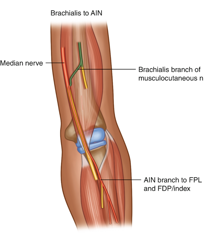 Brachialis Branch of the Musculocutaneous Nerve to the Anterior ...