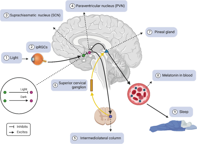 The Circadian Rhythm | SpringerLink