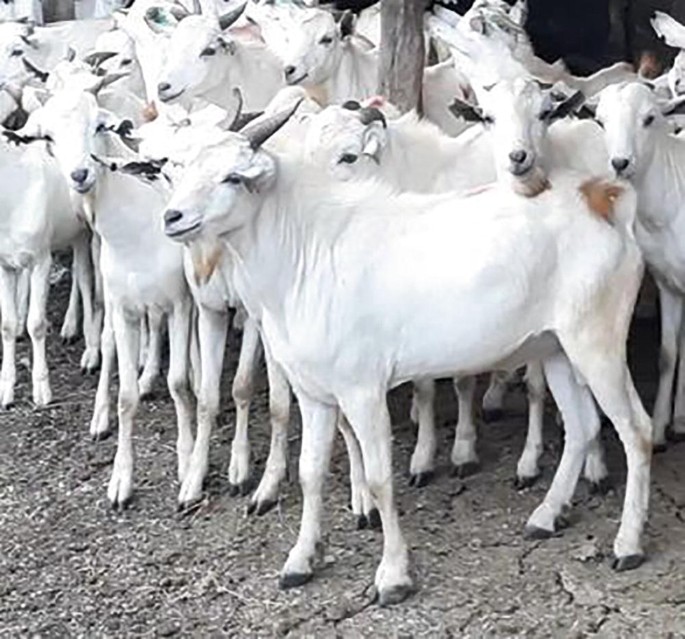 Breeding Goals and Strategies for Improving Small Ruminant Productivity ...