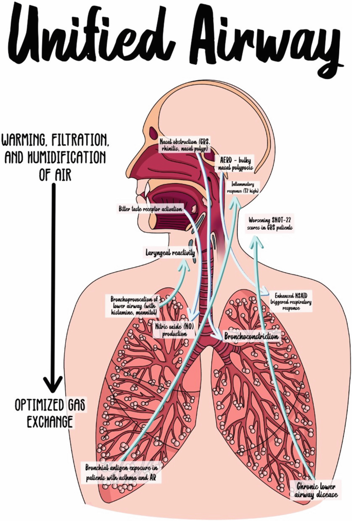 The Unified Airway | SpringerLink
