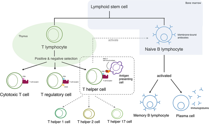 Immunology in Allergy | SpringerLink