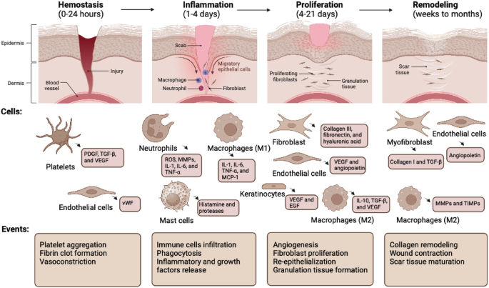 From Injury to Recovery: The Role of miRNAs in Wound Healing | SpringerLink