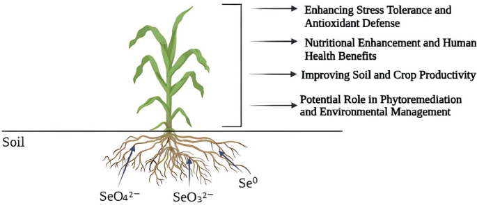 Selenium Metabolism in Crops: Mechanisms, Pathways, and Agricultural ...