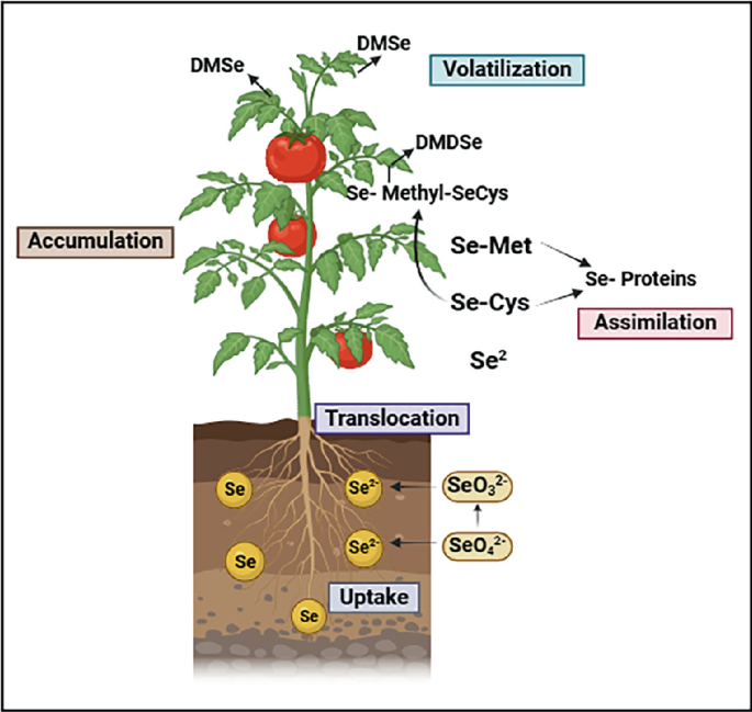 Quantitative Trait Loci Controlling Selenium Use Efficiency | Springer ...