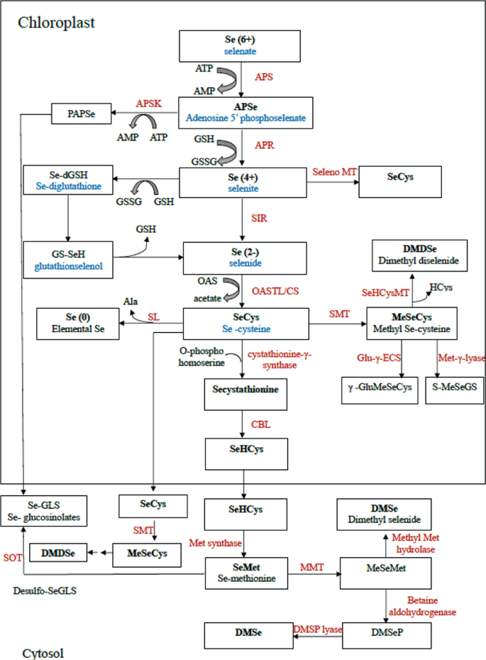 Role of Selenium in Biofortification of Vegetable Crops | Springer ...
