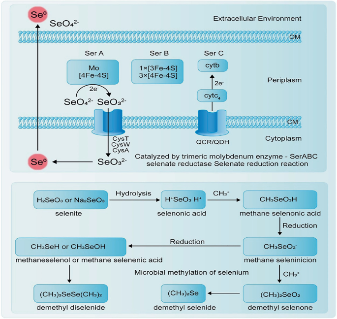 Potentials of Selenium in Sustainable Abiotic Stress Management ...