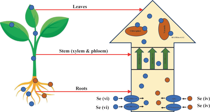 Assessment of Efficacy of Bulk and Nano Selenium in Agro-Ecosystem ...