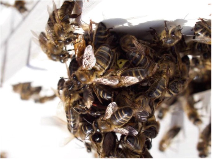 Sustainable Breeding: A Path Toward Resilient Beekeeping | Springer ...