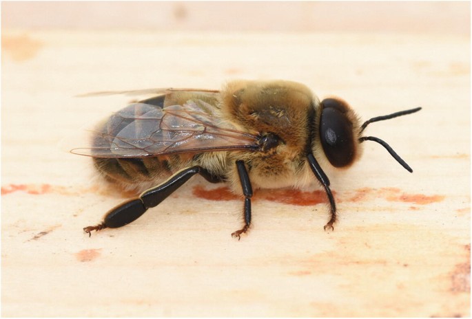 Drone Biology and Rearing | SpringerLink