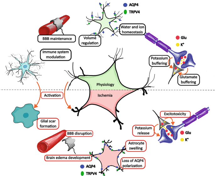 Correction to: Glial Engineering and Glial Interfaces | Springer Nature ...