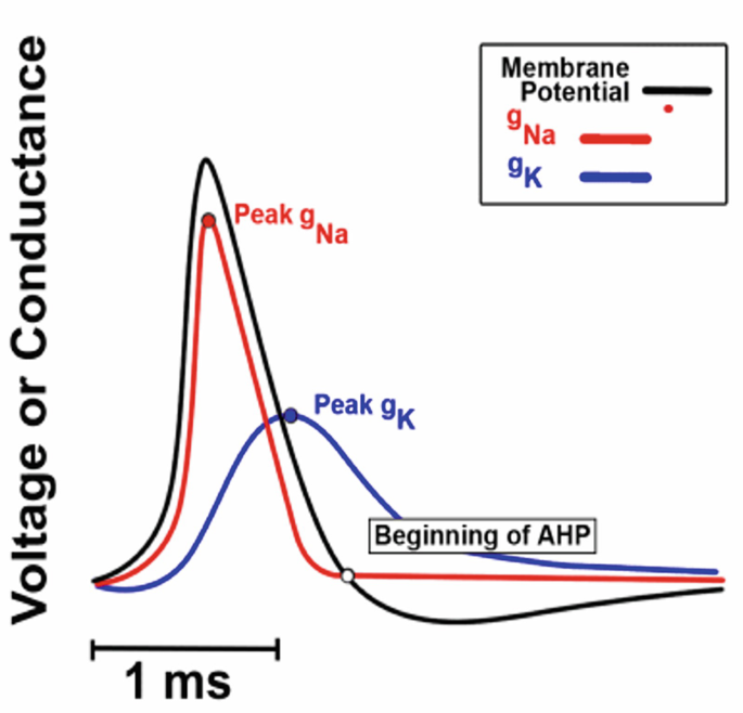 Astrocytes and Potassium Homeostasis in the Central Nervous System in ...