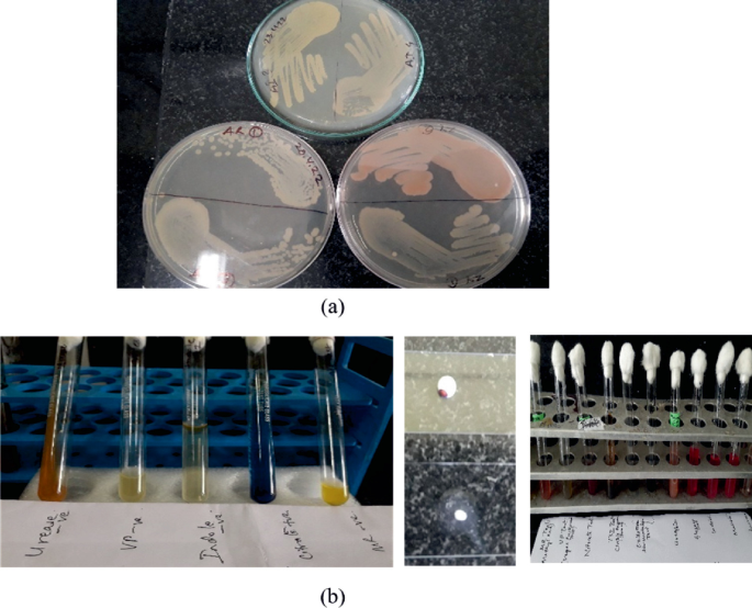 Isolation and Identification of Indigenous Bacteria for Microbial ...