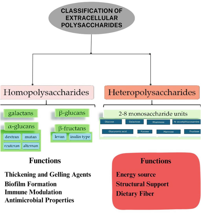 Extracellular Polysaccharides (EPS) and Fermented Foods | SpringerLink