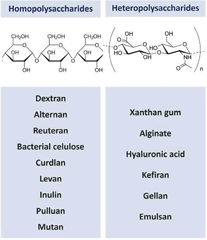 Extracellular Polysaccharides (EPS) and Fermented Foods | SpringerLink
