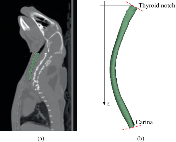 Quantitative Approach to Assessing Tracheal Stenosis in Rabbits Based ...