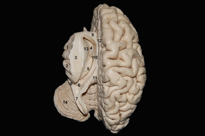 Microsurgical Anatomy of the Cerebral Central Core, the Temporal Stem ...