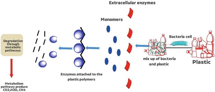 An Insight into the Prevalence and Distribution of Plastisphere in the ...