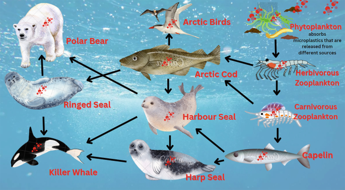 Biodiversity and Hazards in Marine Plastisphere in Polar Region ...