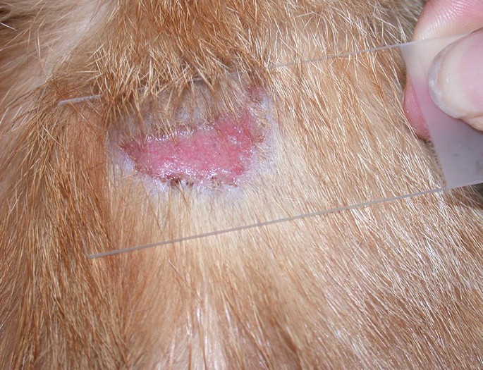 Skin Lesions Morphology and Techniques of Sampling and Preparation of ...