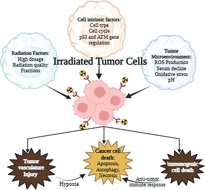 Cancer Cell’s Fates Upon Radiation | SpringerLink