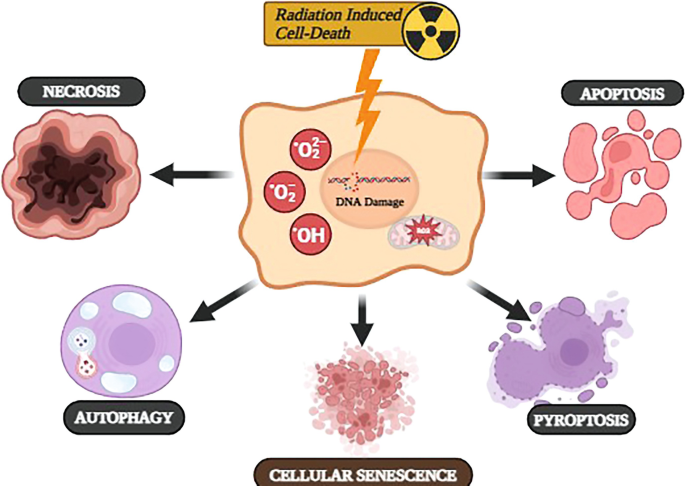 Cancer Cell’s Fates Upon Radiation | SpringerLink