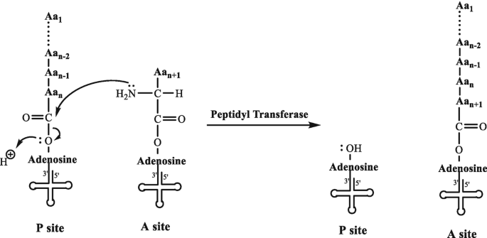 Antibiotics That Inhibit Protein Synthesis | SpringerLink
