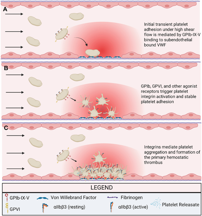 Platelet Adhesion Receptors | Springer Nature Link