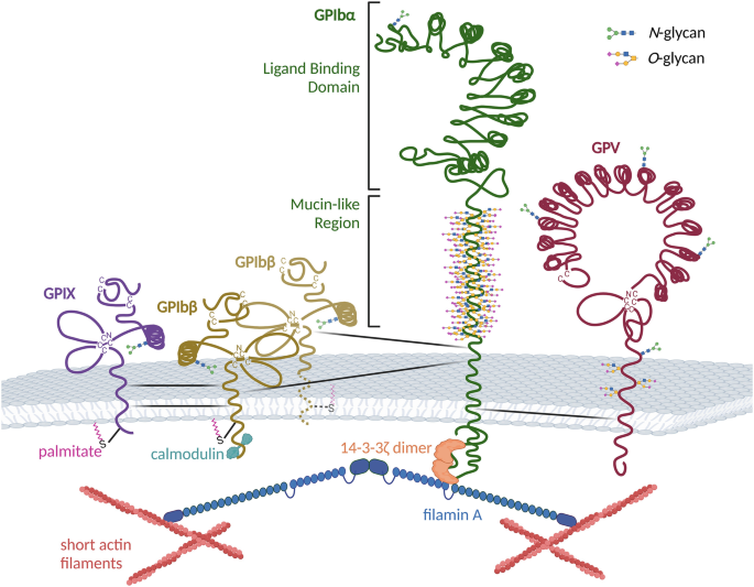 The Platelet Glycoprotein Ib-IX-V Complex | SpringerLink
