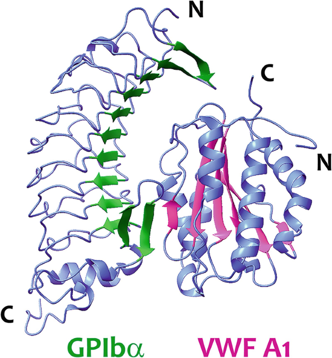 The Platelet Glycoprotein Ib-IX-V Complex | SpringerLink