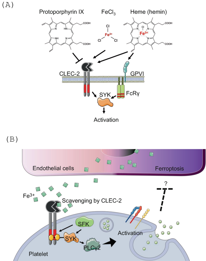 Platelet CLEC-2 | Springer Nature Link