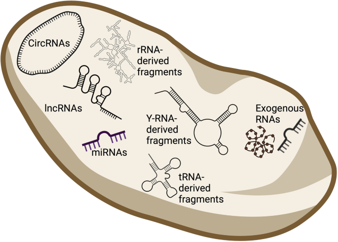 The Platelet Transcriptome: Non-Coding RNAs | SpringerLink
