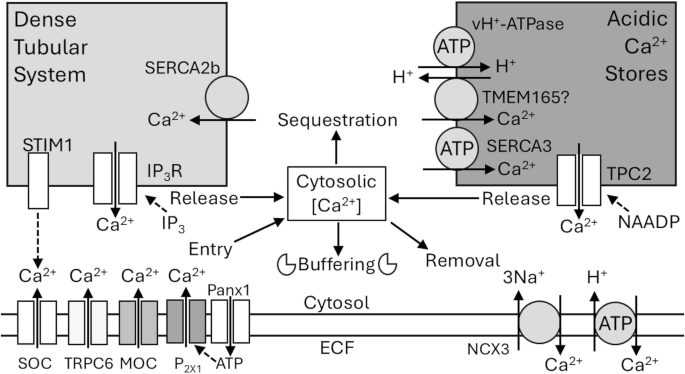 Platelet Signal Transduction: Calcium | Springer Nature Link
